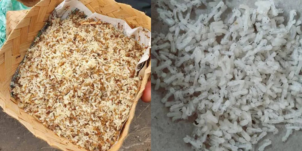 Harga Kroto Segar: Pakan Bergizi untuk Hewan Kesayangan | Harga.web.id