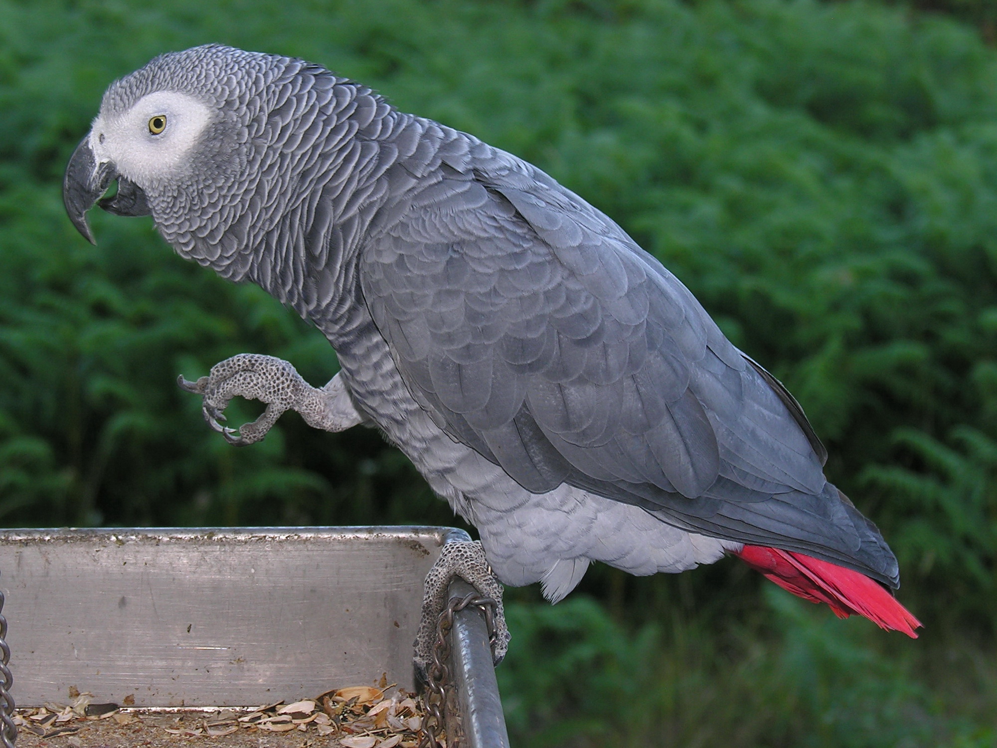 Info Terkini Harga African Grey Parrot (Baby, Dewasa, Sepasang) | Harga ...