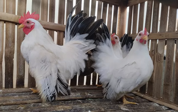Info Terbaru Harga Ayam Kate (Anakan, Remaja, Sepasang) | Harga.web.id