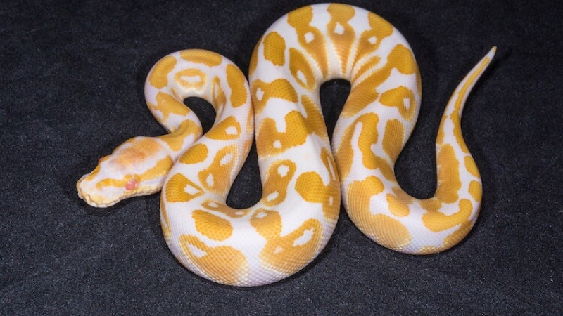 Info Harga Ular Baby Ball Python Terbaru | Harga.web.id