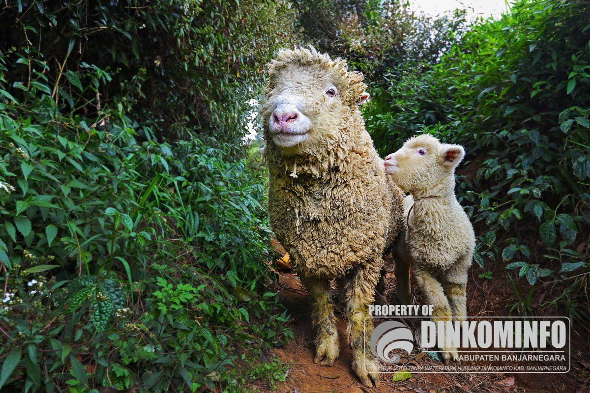 Harga Domba Batur per Ekor | Harga.web.id