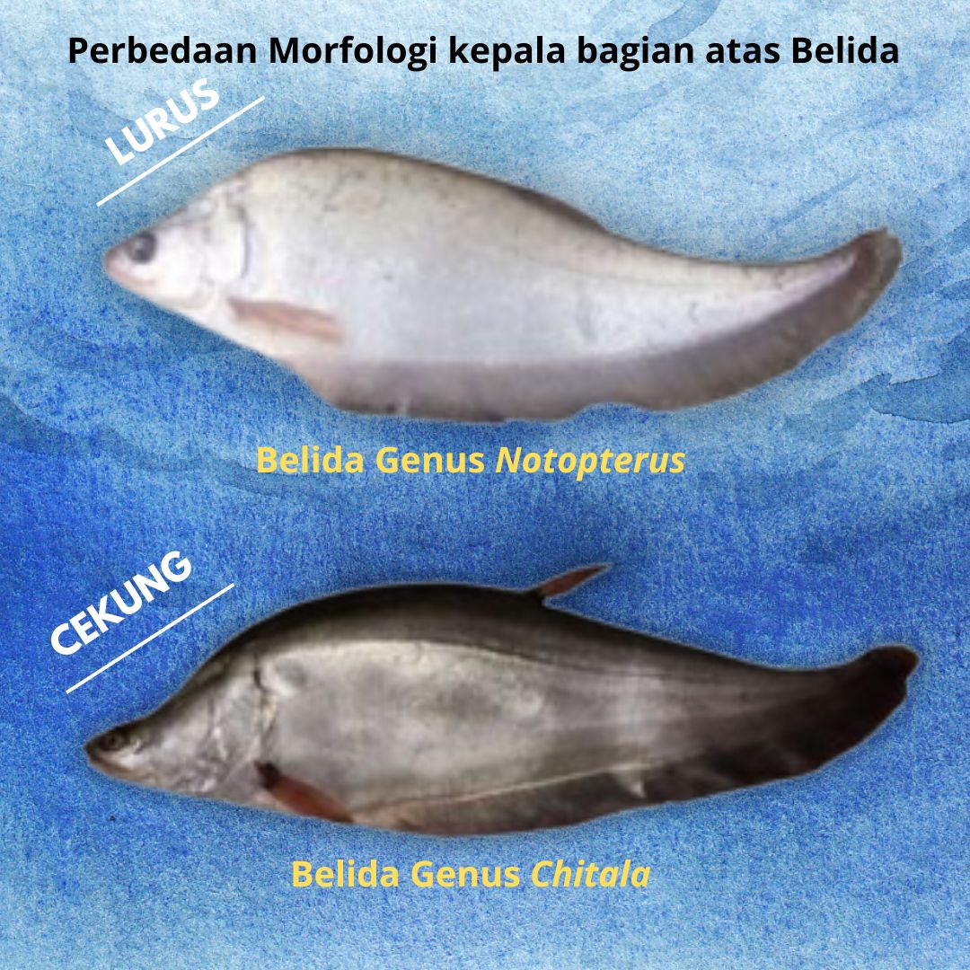 Update Harga Ikan Belida (Bangkok, Royal, Albino) | Harga.web.id