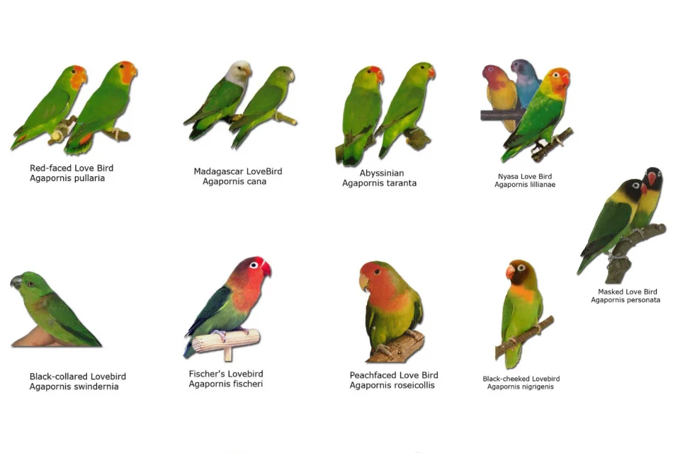 Fasilitas dan Update Harga Burung di Pasar Pramuka 2025 | Harga.web.id