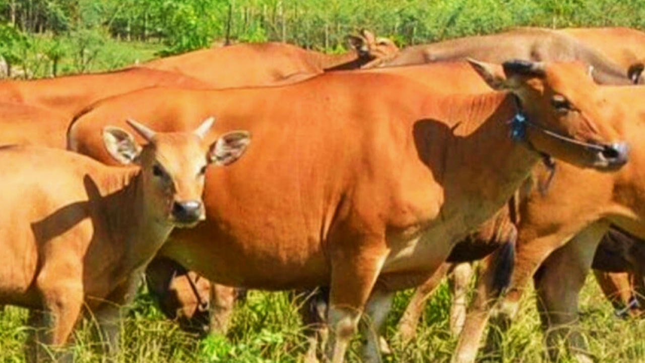 Info Terkini Harga Sapi Bali (Bibit, Dewasa, Super) | Harga.web.id