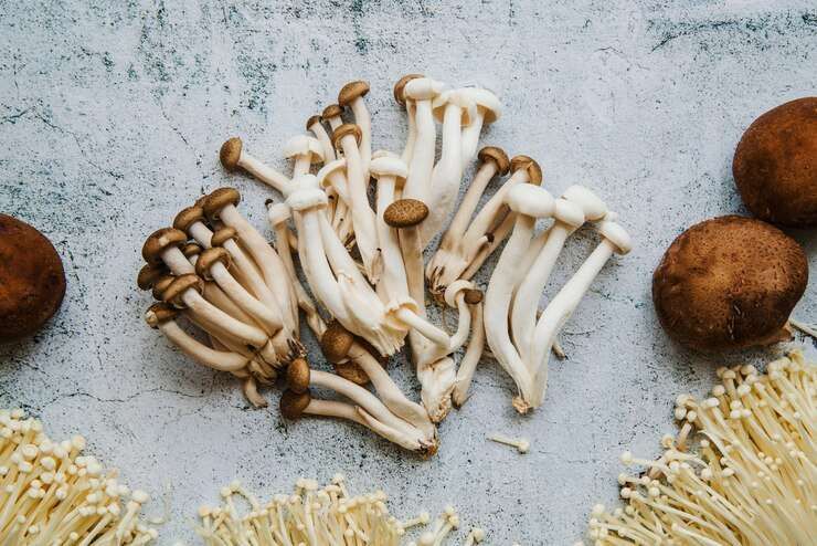 Update Harga Jamur Enoki (100 gr, 1 kg, 1 Dus) | Harga.web.id