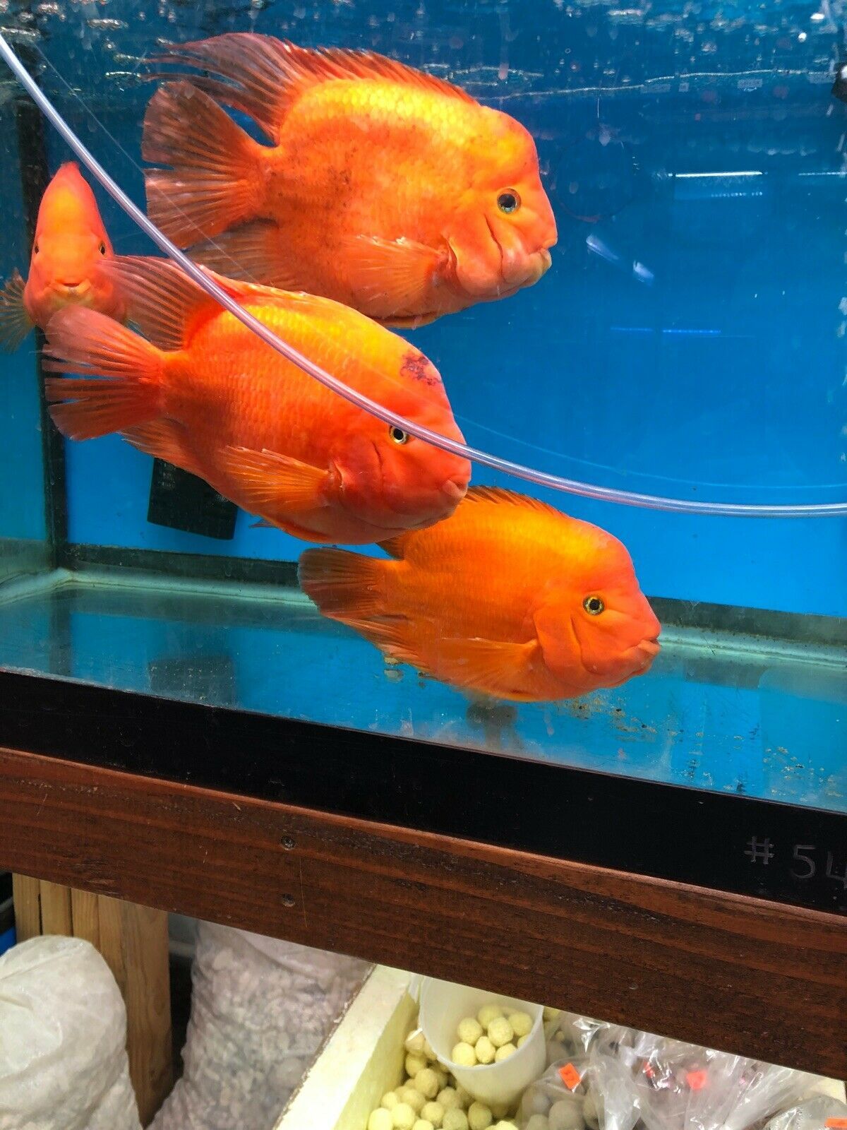 Harga Ikan Red Parrot Berbagai Size | Harga.web.id