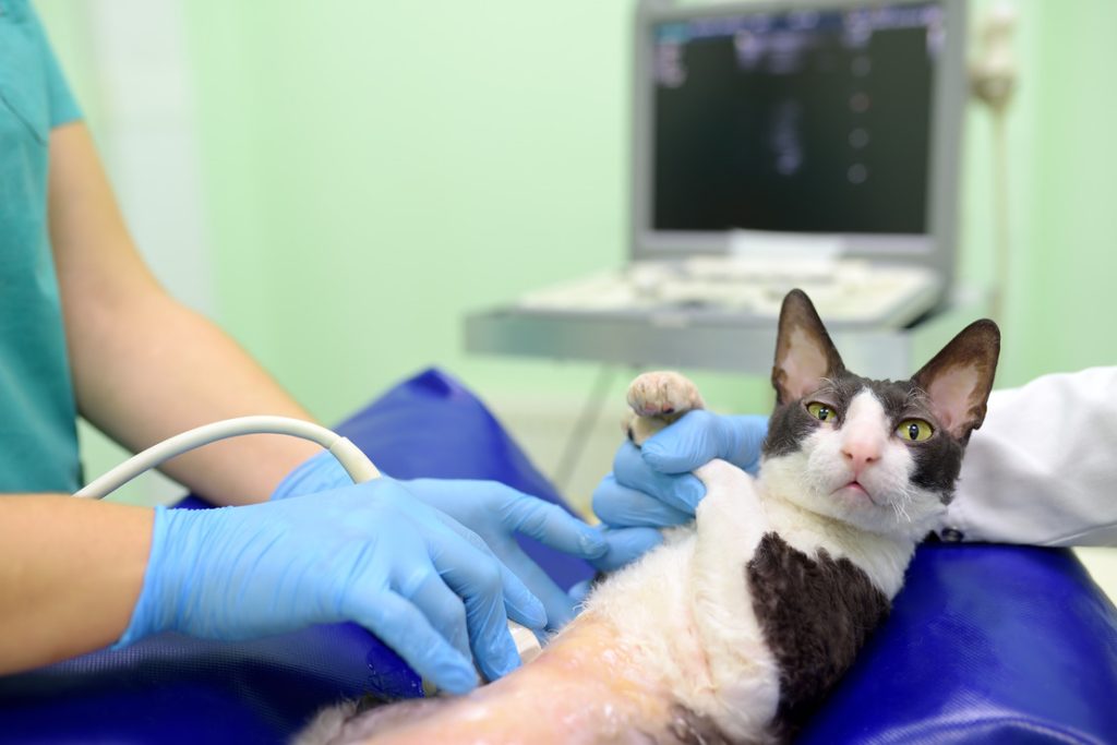 Info Terbaru Biaya dan Harga Alat USG Kucing | Harga.web.id