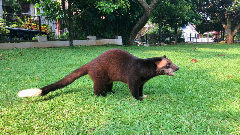 Update Harga Musang Bulan per Ekor (Anakan dan Dewasa) | Harga.web.id