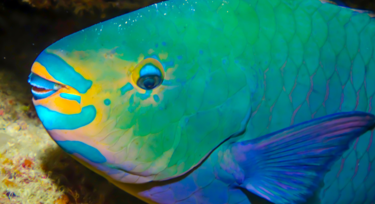 Harga Ikan Red Parrot Berbagai Size | Harga.web.id