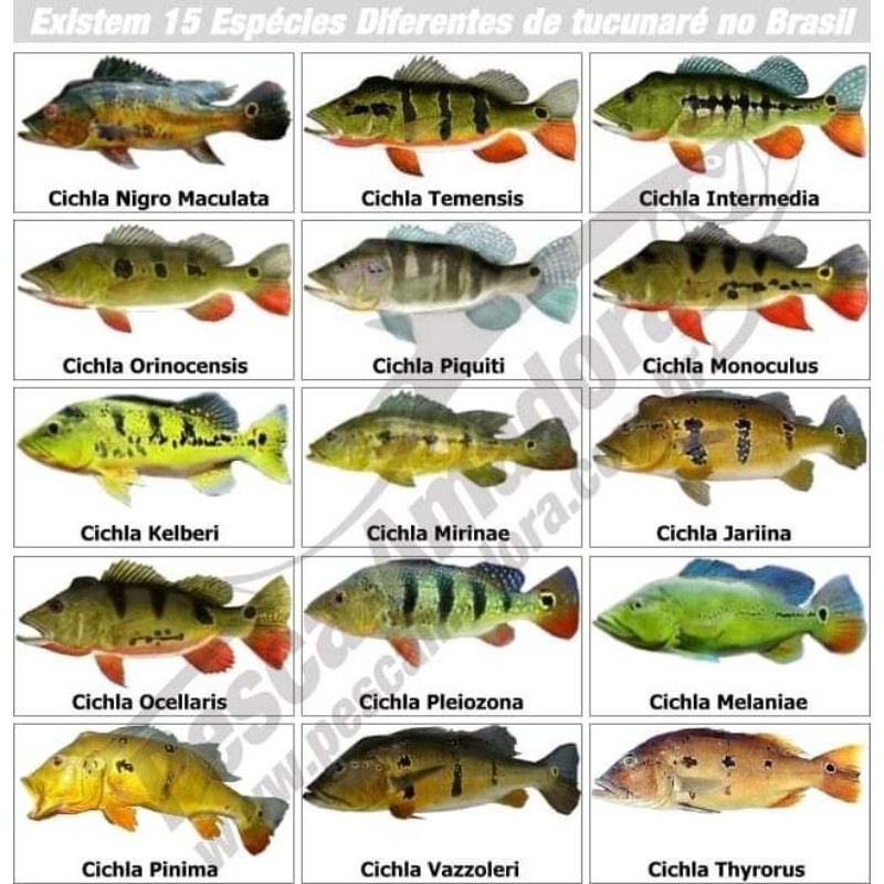 Harga Ikan Pbass (Peacock Bass) Berbagai Varian dan Ukuran | Harga.web.id