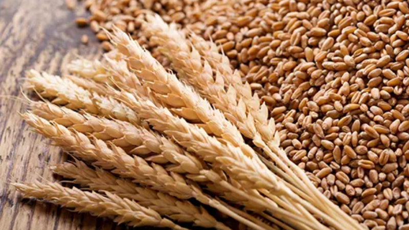 Harga Gandum per Kg (Utuh, Kasar, Organik) | Harga.web.id
