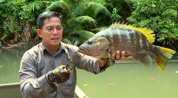 Ciri dan Harga Ikan Black Bass per Ekor | Harga.web.id