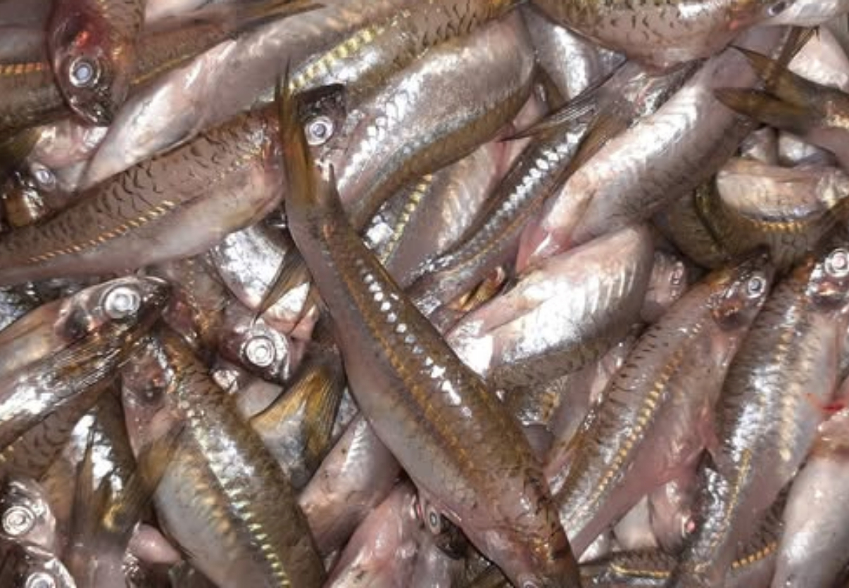 Harga Ikan Cere (Hidup dan Beku) | Harga.web.id