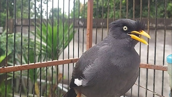 Harga Burung Jalak Kebo Terbaru (Anakan, Jantan, Gacor, Mata Kuning ...