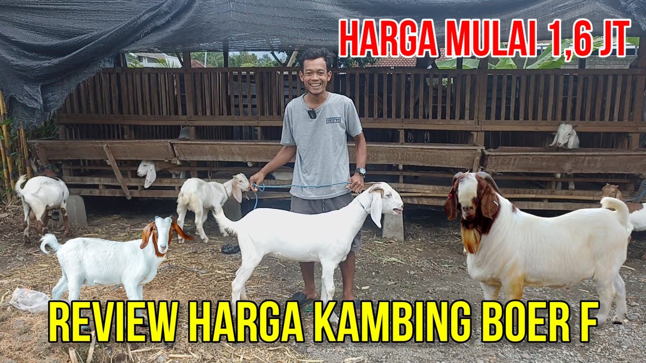 Update Harga Kambing Boer Full Blood dan F Series | Harga.web.id