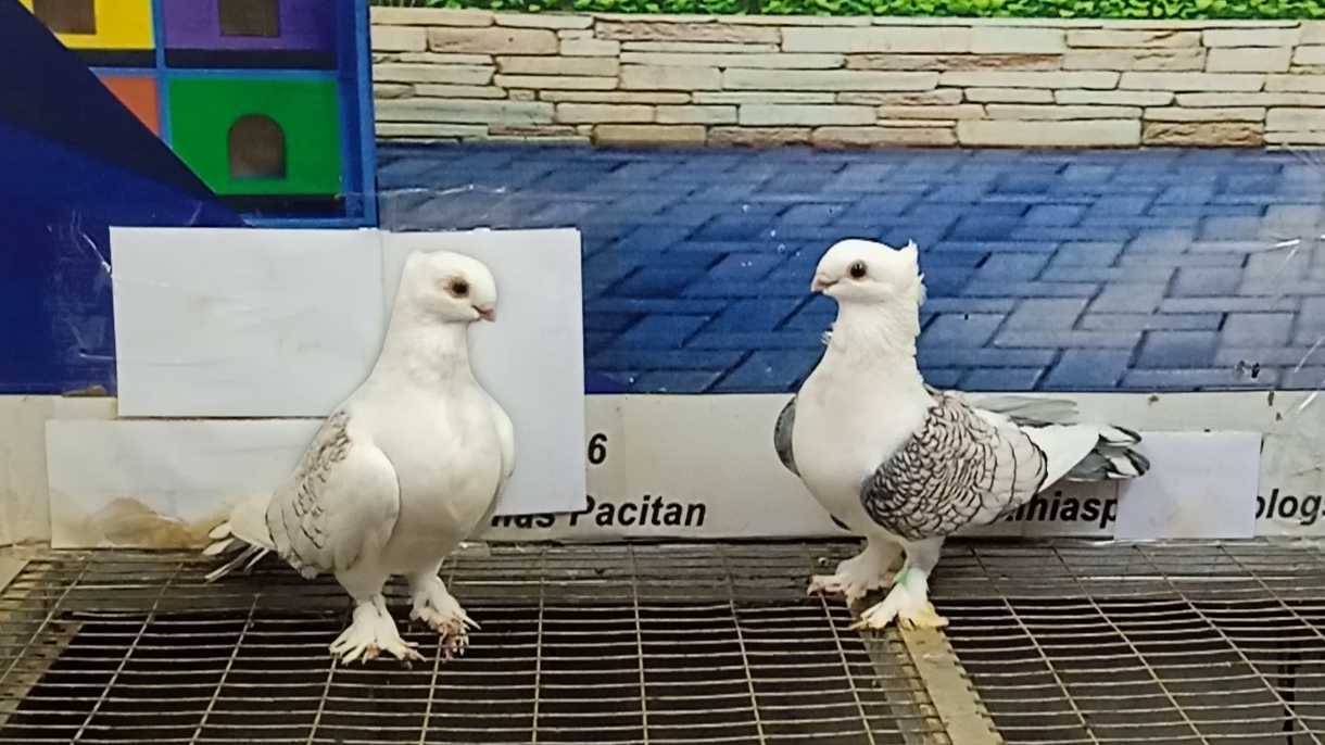 Info Harga Merpati Santinet per Ekor & Sepasang | Harga.web.id