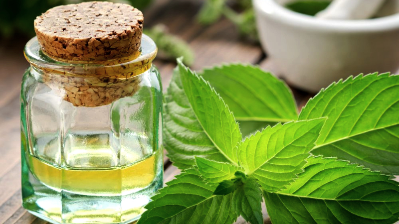 Manfaat dan Update Harga Minyak Nilam per Kg | Harga.web.id