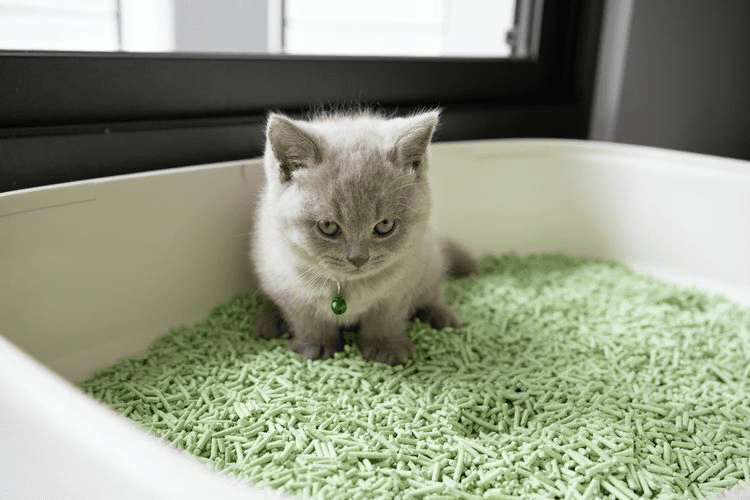 Info Terbaru Harga Pasir Kucing di Petshop | Harga.web.id