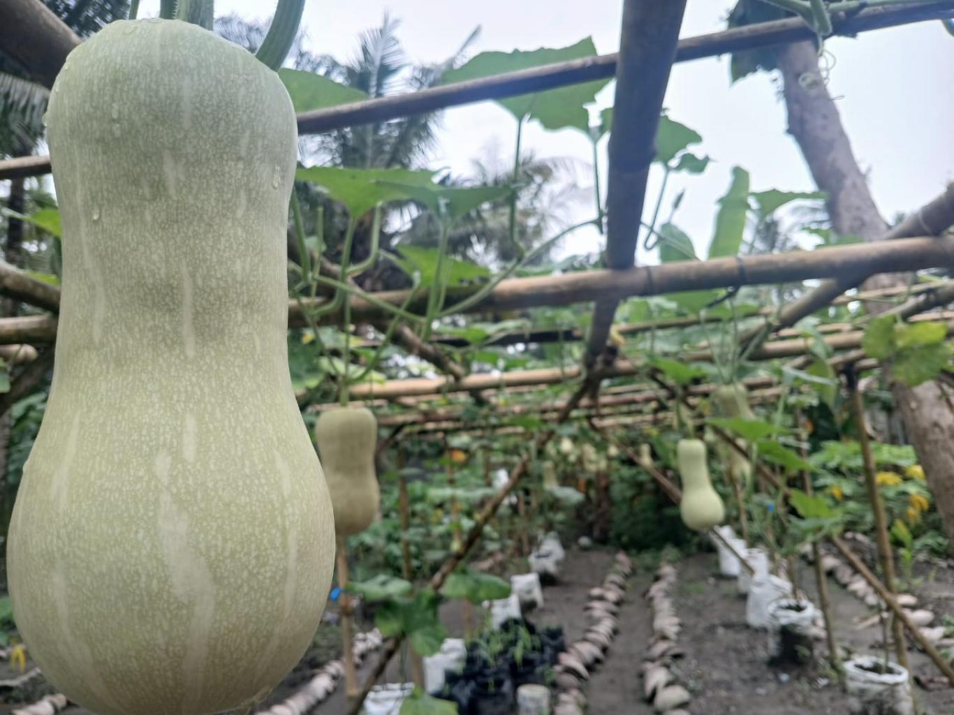 Cara Budidaya & Update Harga Labu Madu | Harga.web.id